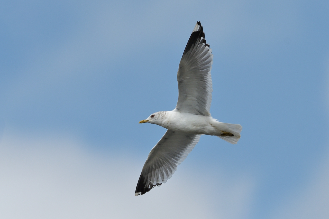 カモメ | ひがし北海道の野鳥図鑑 | BIRD LAND ひがし北海道 釧路(バードウォッチング パラダイスひがし北海道 くしろ)