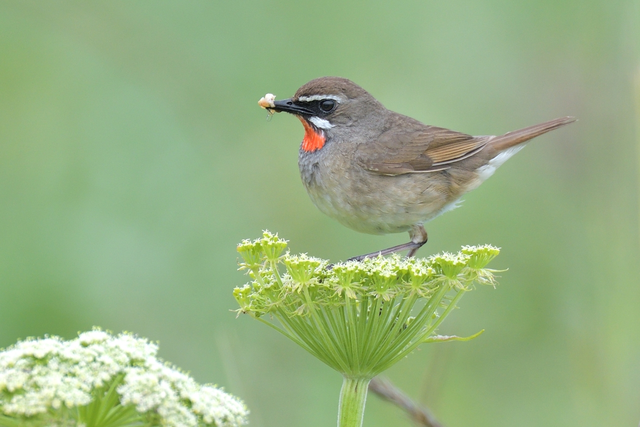 野鳥の時間「ノゴマ」と「ノビタキ」 | まー親方の春夏秋冬